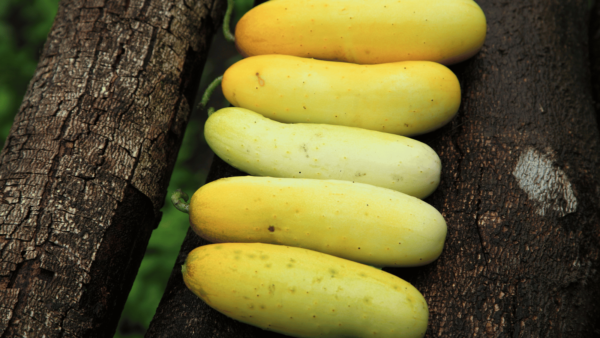 7 Reasons for Yellow Cucumbers and How to Fix the Issue