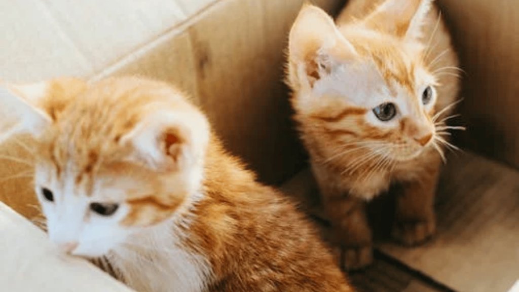 My Cat Has Worms How Do I Clean My House? 5 Easy Steps