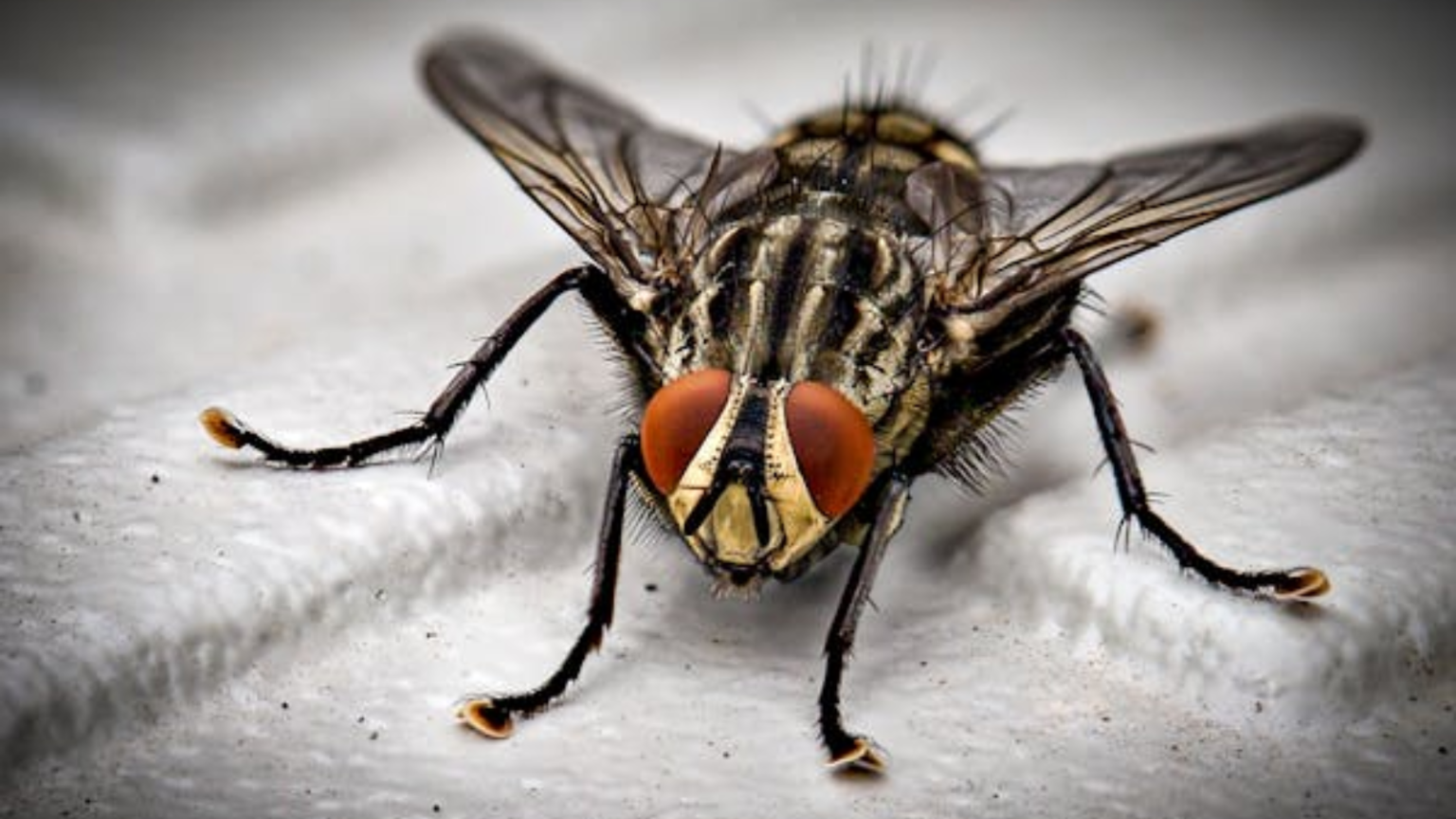 Why Are There Lots of Flies in My House Suddenly? Key Reasons Explained