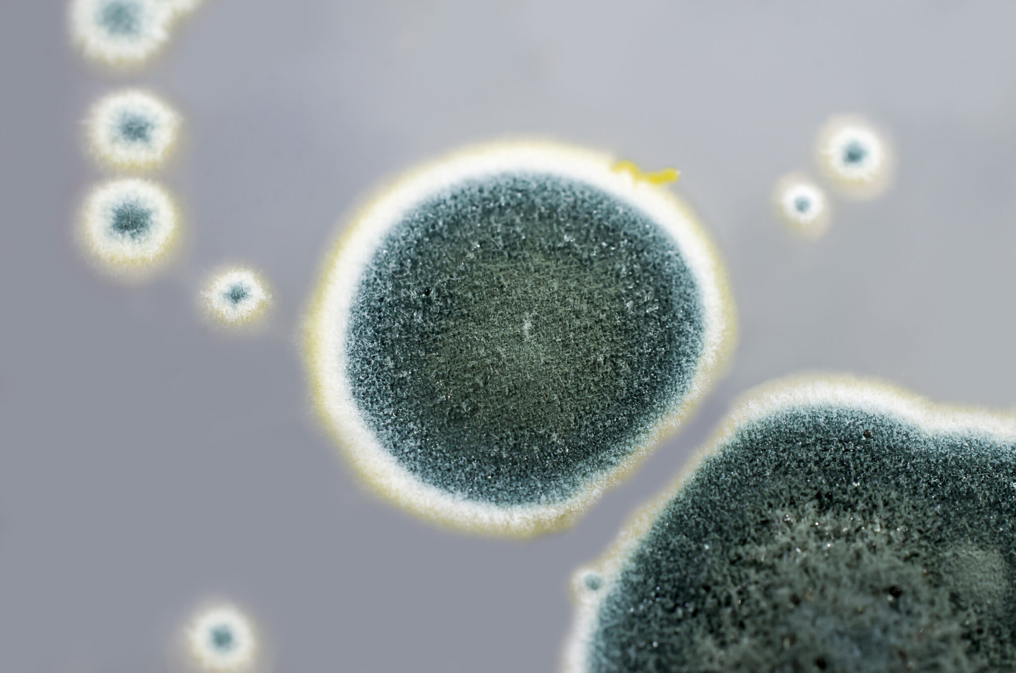 10 Ways Fungi Are Shaping the Future of Technology - Crafting Your Home