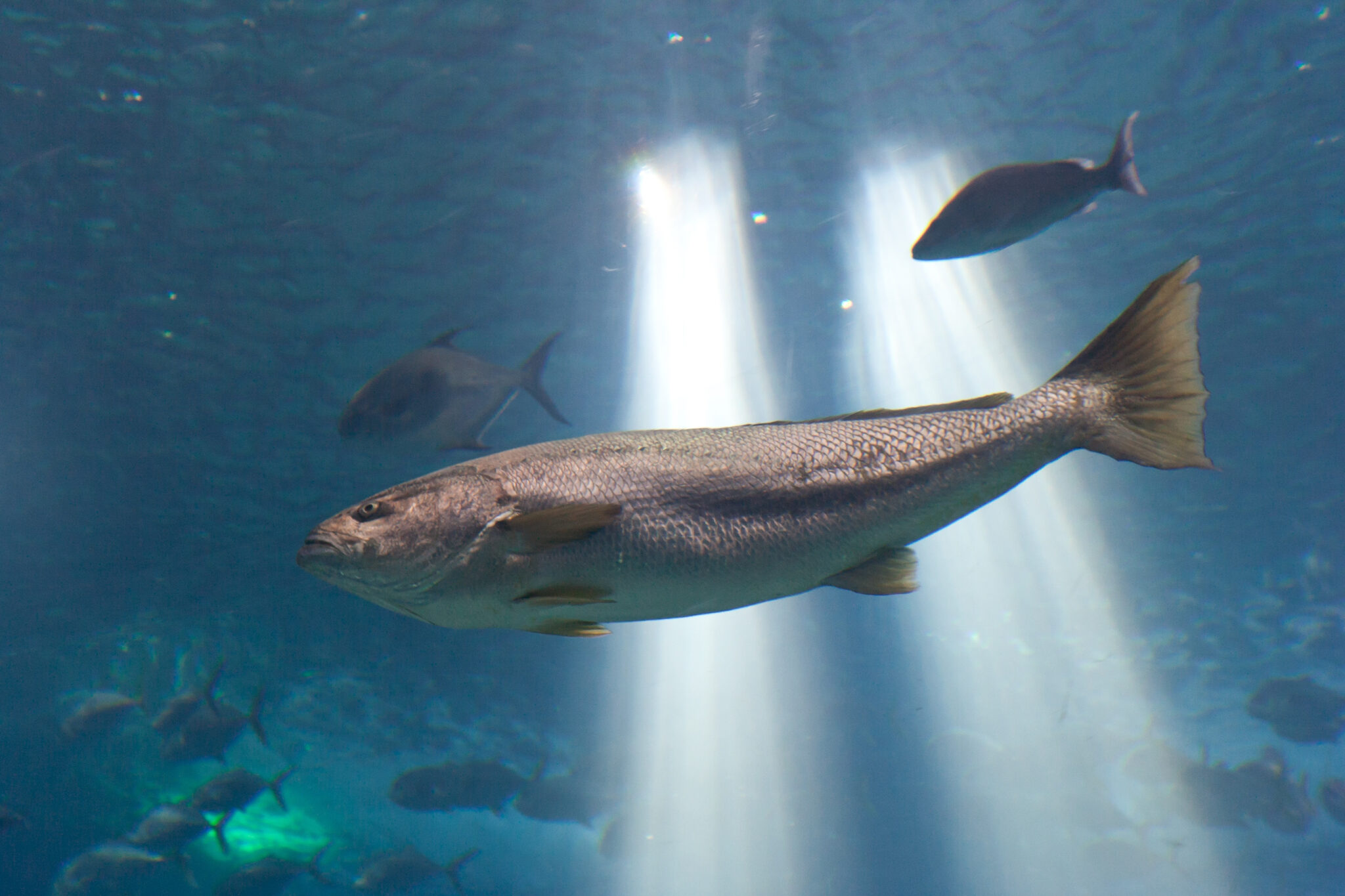 Uncovering the Strange Wonders of the Ocean: 10 Incredible Discoveries ...