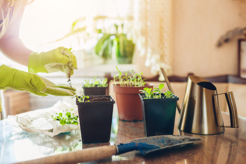 7 Container Gardening Tips for Beginners - Crafting Your Home