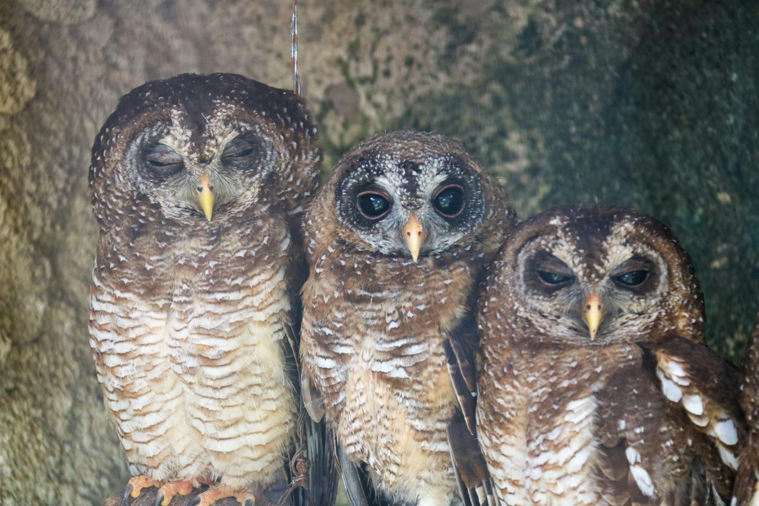 10 Common Bird Myths You Should Stop Believing - Crafting Your Home