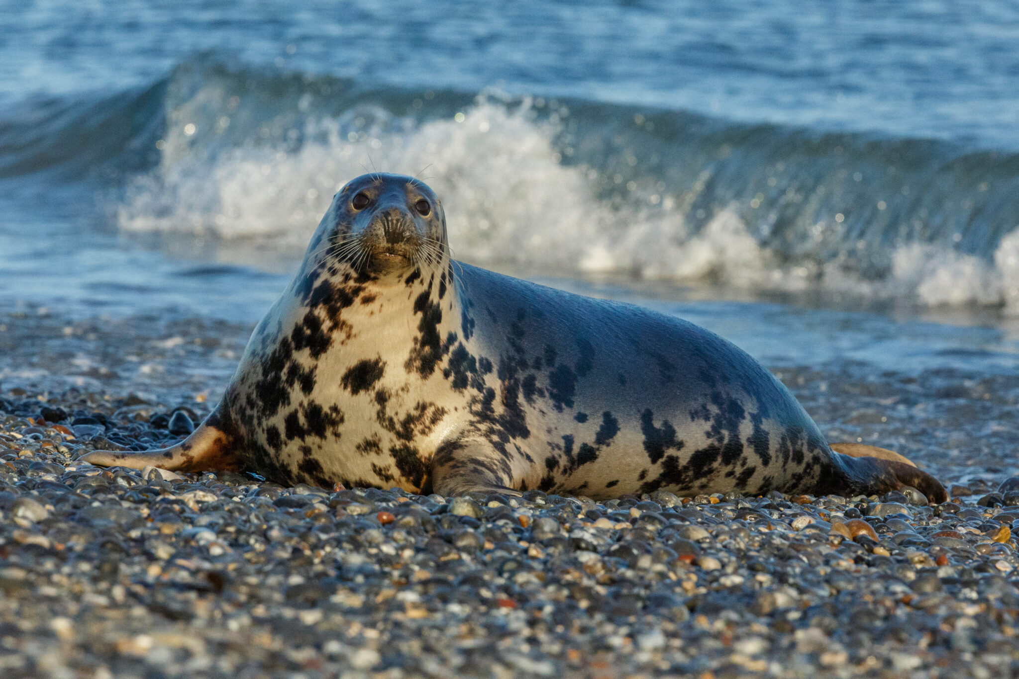 10 Unexpected Animal Killers: Surprising Threats to Human Life ...