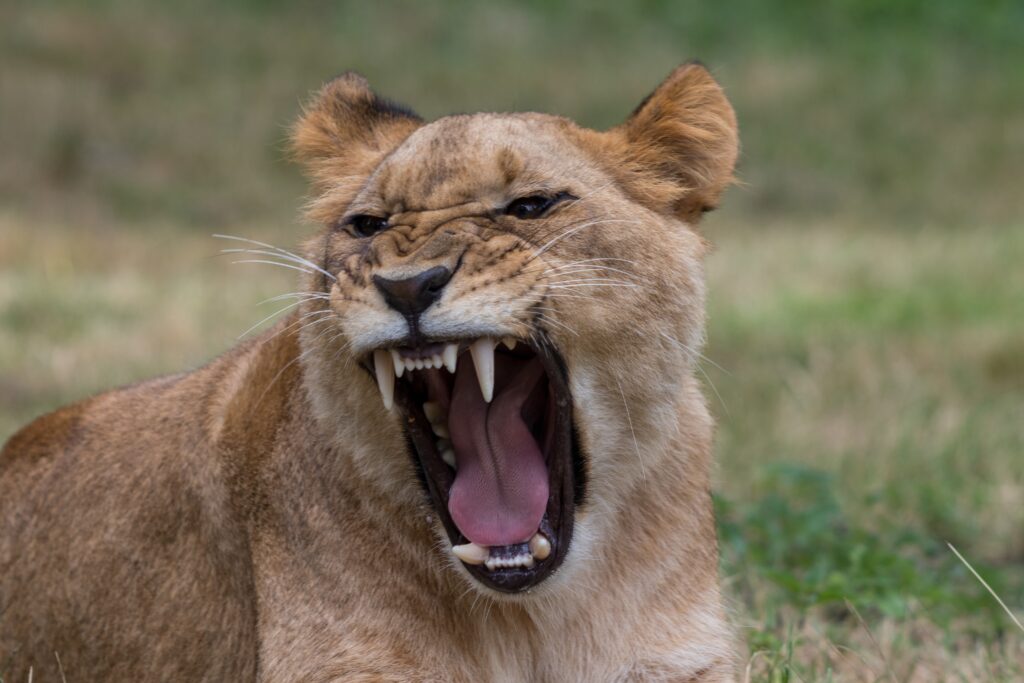 The 10 Most Ferocious and Ill-Tempered Animals: Nature’s Deadliest ...